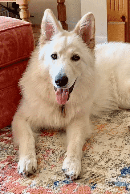 Testimonials - Best Buddies Dog Training